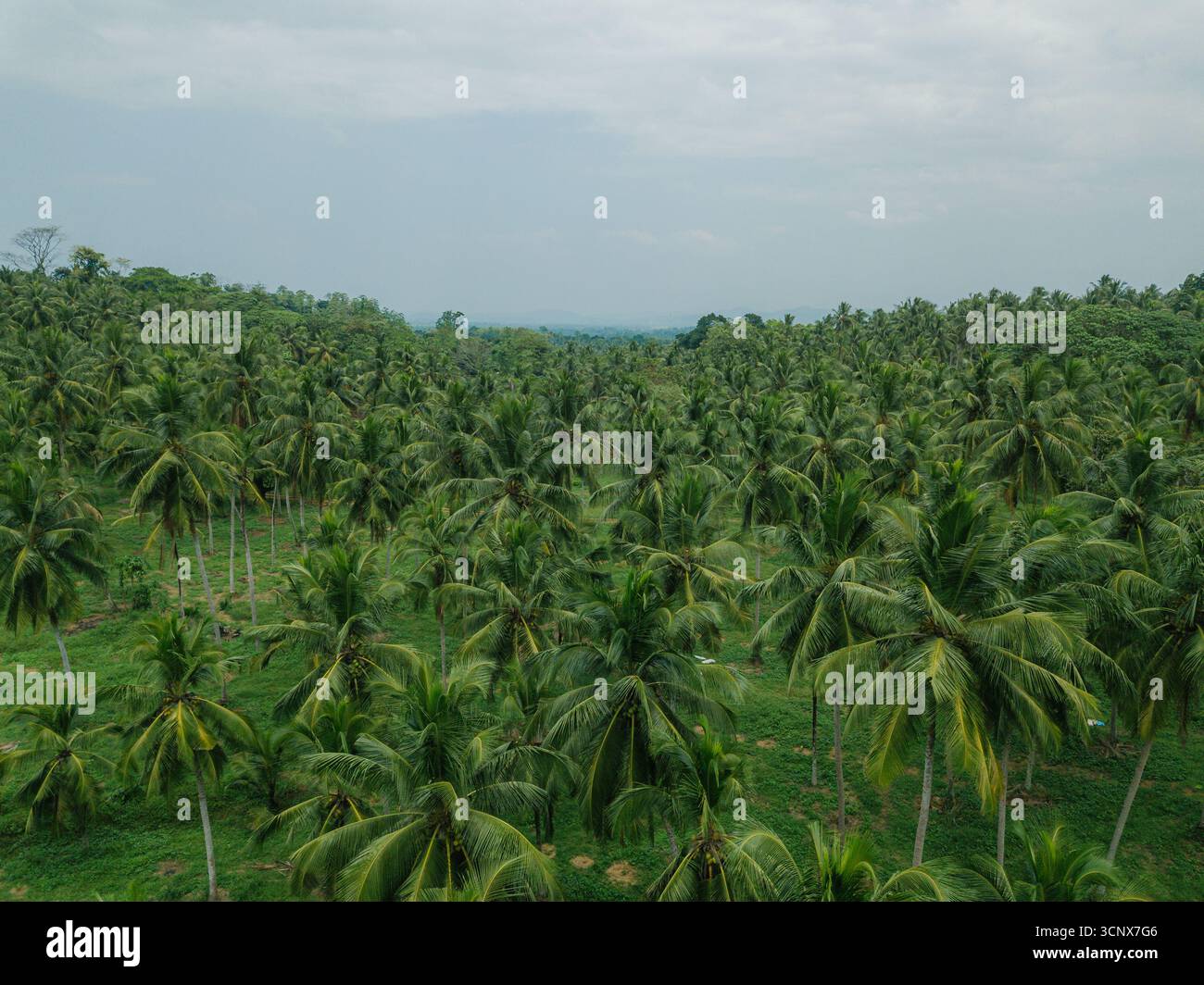 Aerial view of lush green coconut trees stretching to the horizon under ...