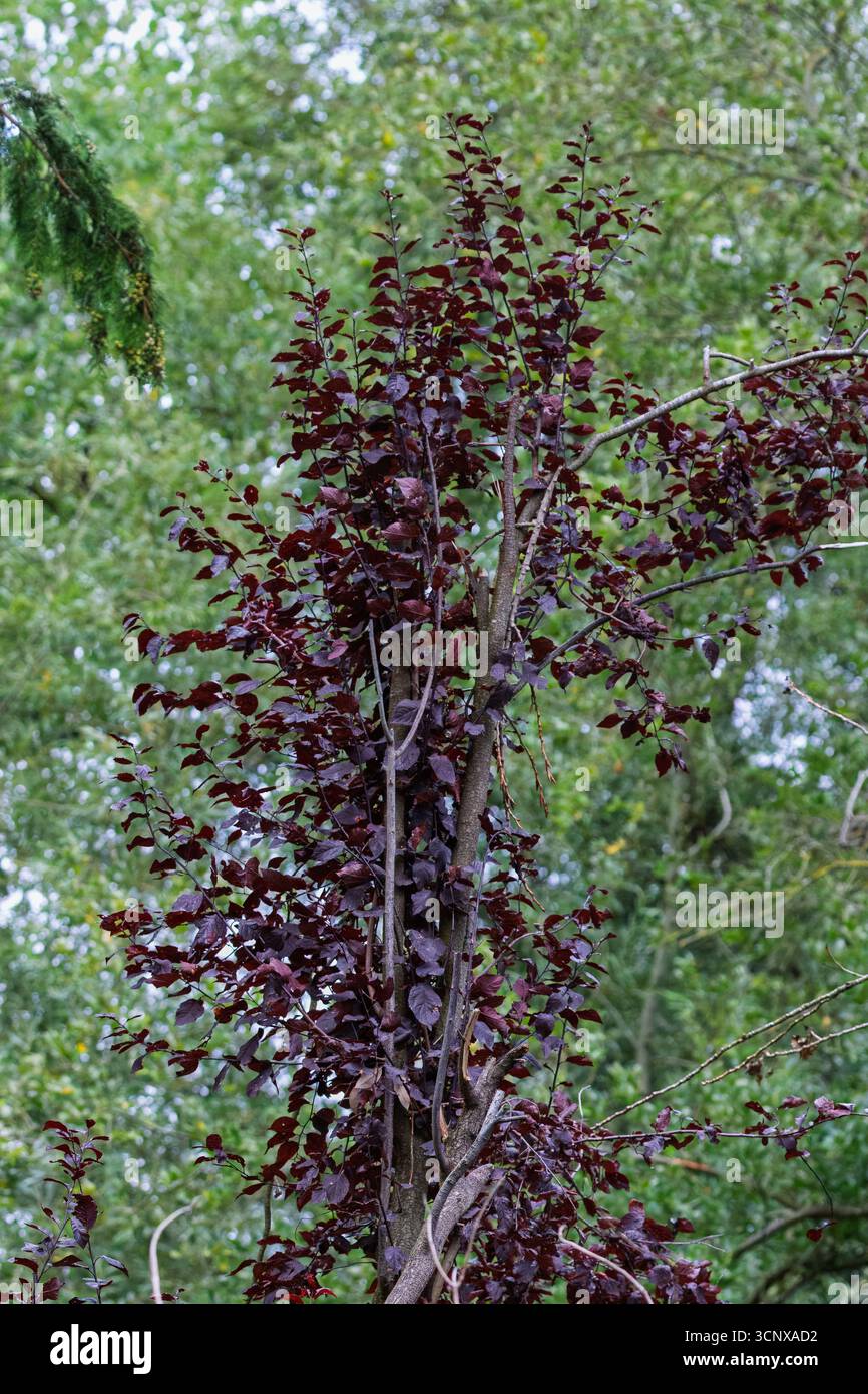 Woodland walk and natures textures, Baginton Warwickshire September ...