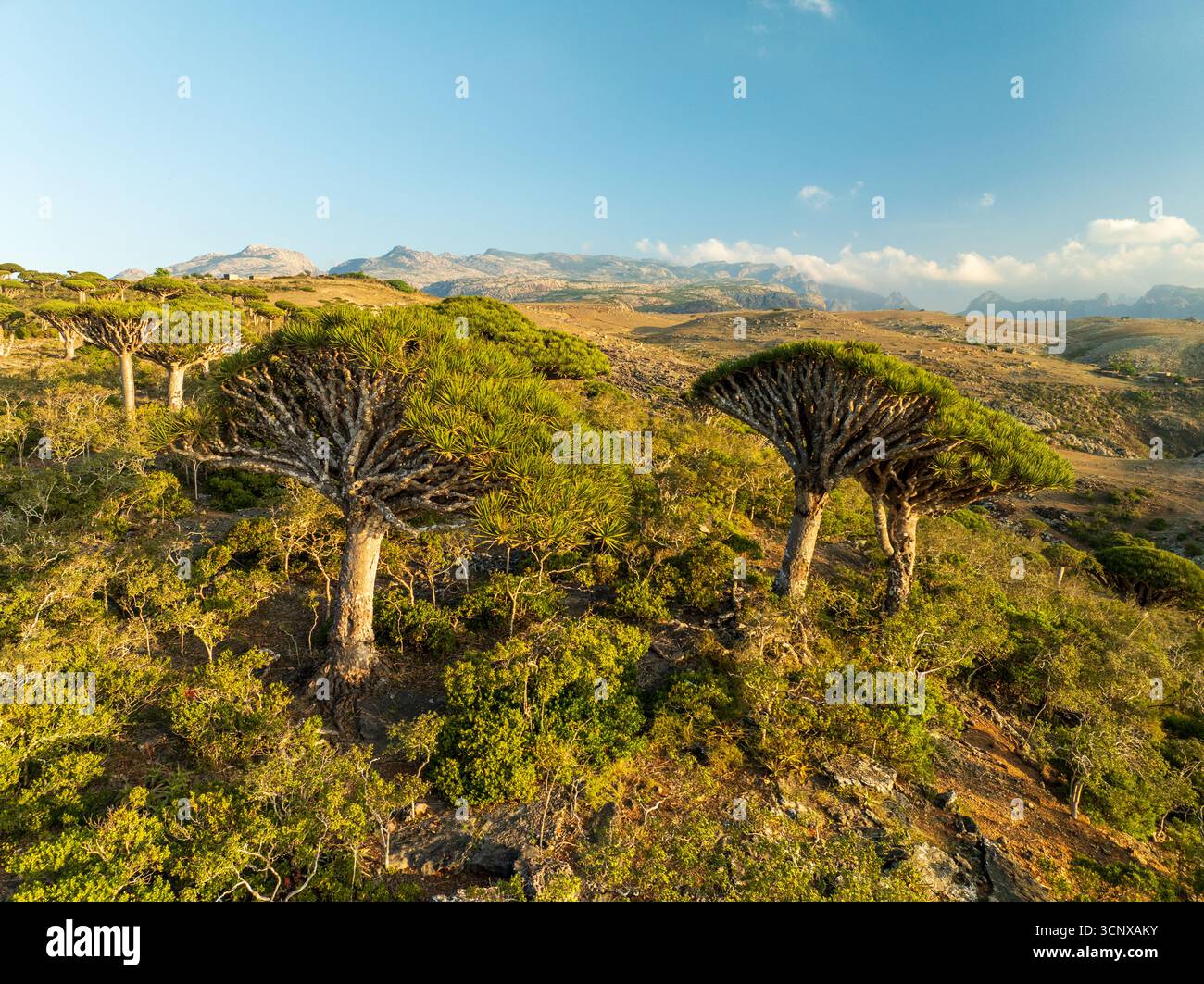 Aerial view of the Firmihin Dragons Blood Tree Forest, where ancient ...