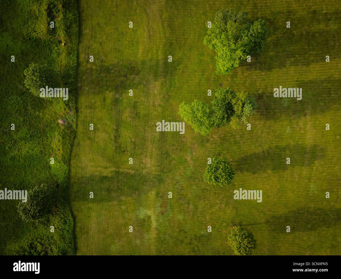 Aerial view of vibrant green fields speckled with trees casting long ...