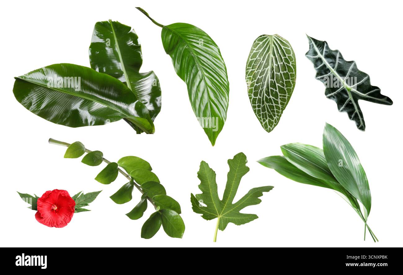 Beach red plants Cut Out Stock Images & Pictures - Alamy