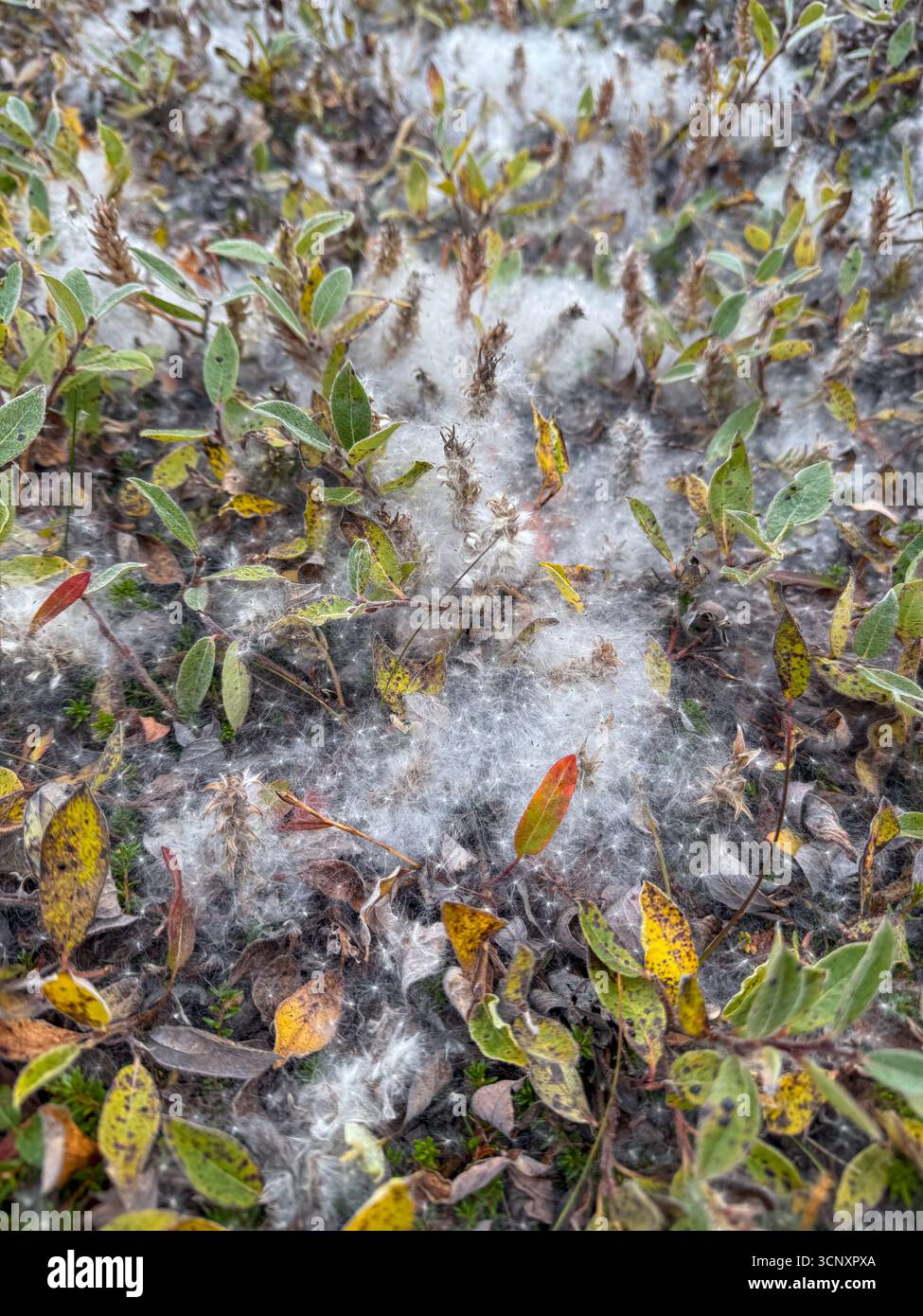 Salix arctica, the Arctic willow, is a tiny creeping willow in family ...