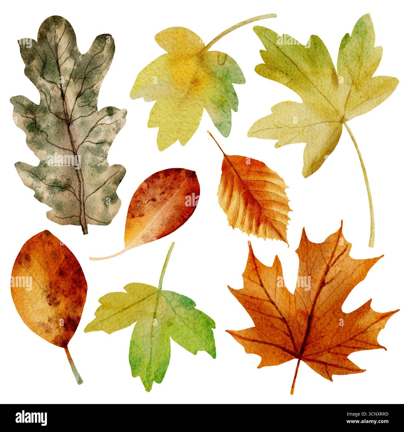 Autumnal painted tree yellow leaves Cut Out Stock Images & Pictures - Alamy