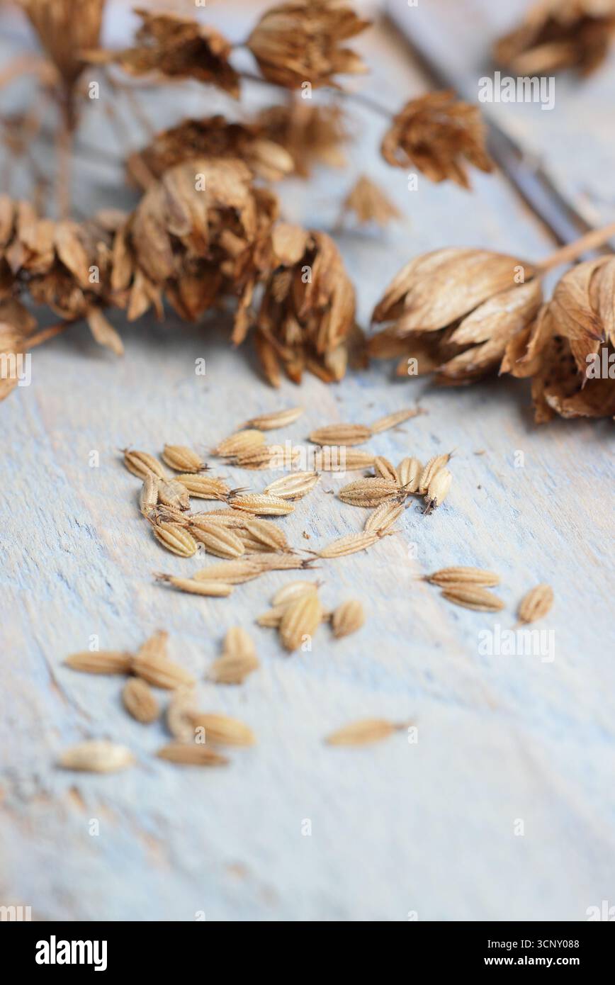 Astrantia seeds fallen from dried seedheads of white form of Astrantia ...