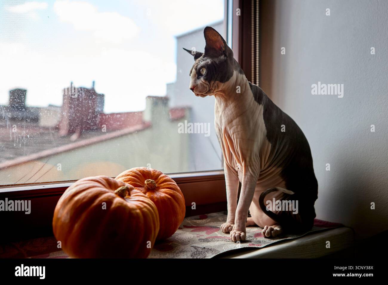 A Sphynx cat sits quietly on a windowsill next to bright orange ...