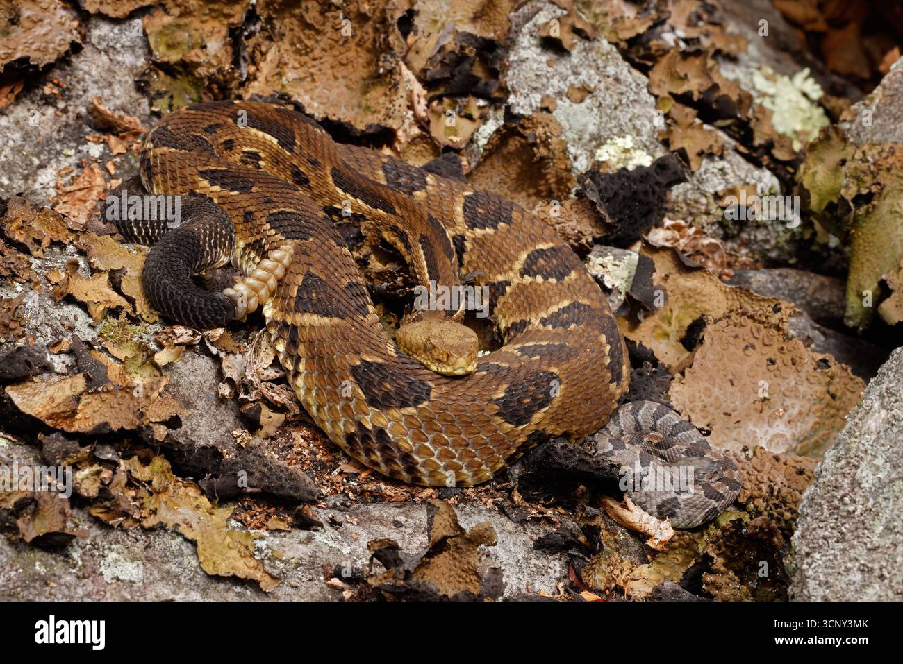 Timber rattlesnake, Crotalus horridus, adult and newborn young(neonates ...