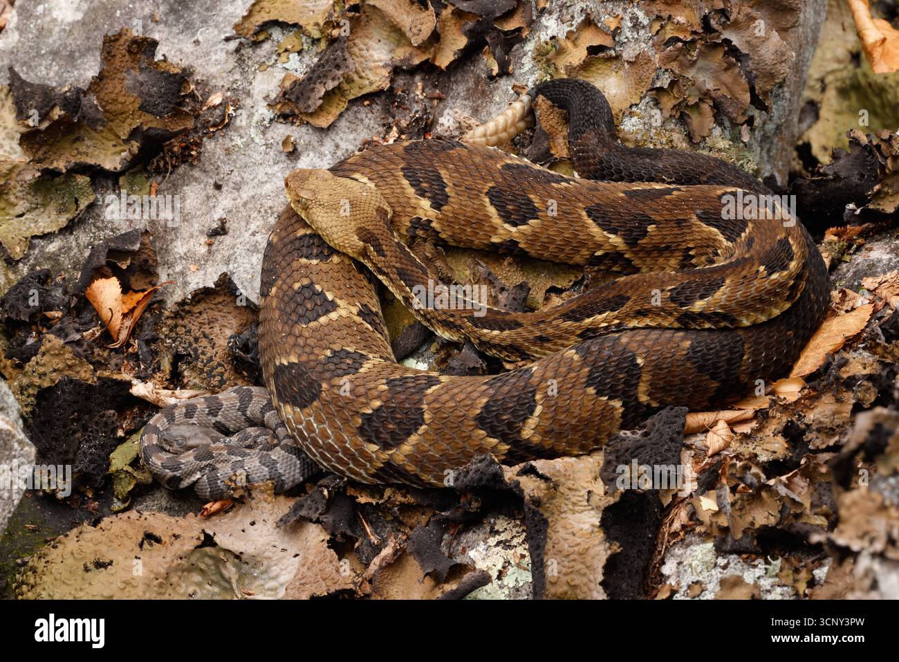 Timber rattlesnakes, Crotalus horridus, adult female and newborn young ...