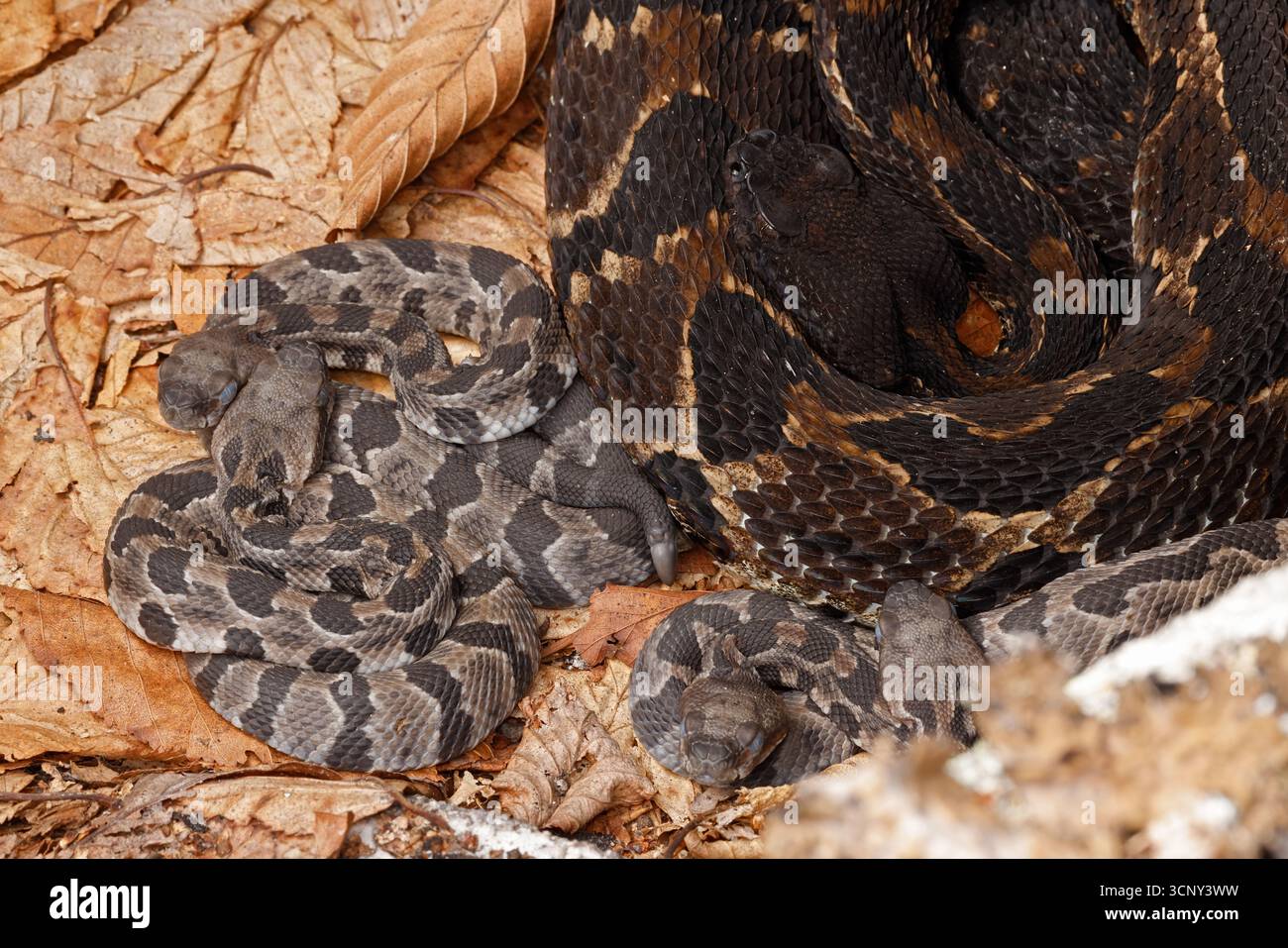 Timber rattlesnake, Crotalus horridus, adult and newborn young(neonates ...