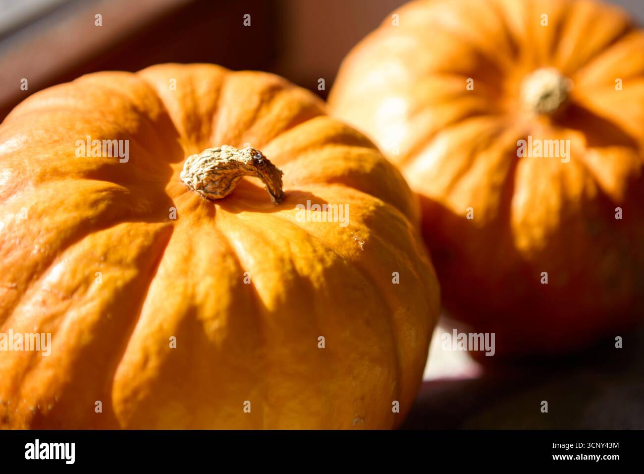 Detailed view of pumpkin in warm natural light on window sill. Seasonal ...