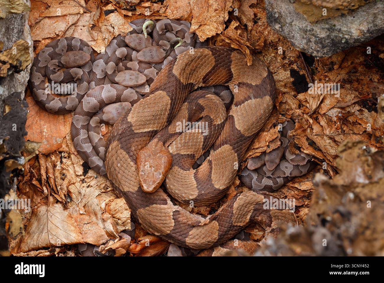 copperheads (Agkistrodon contortrix), female and newborn young ...