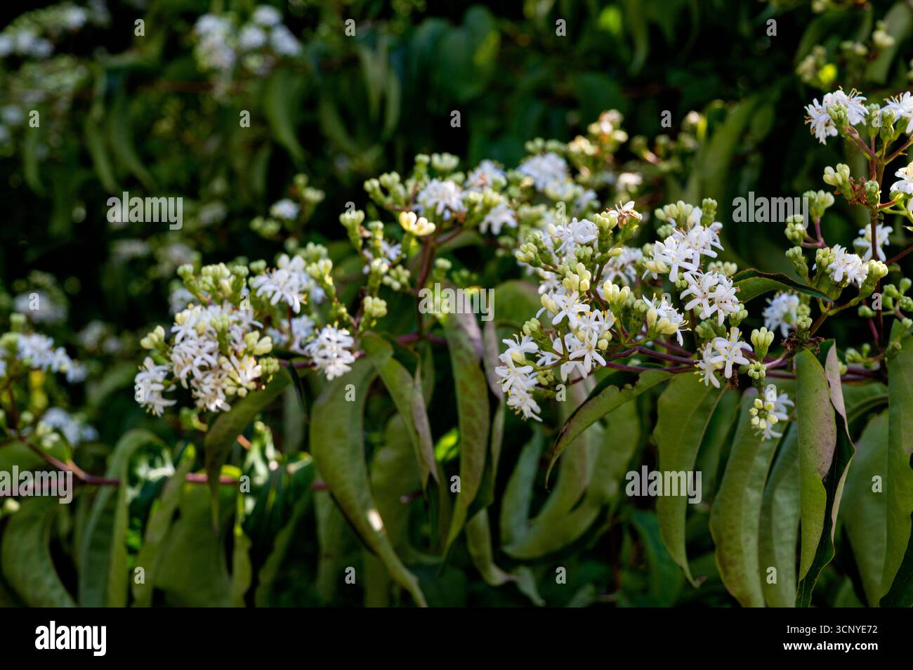 heptacodium miconioides,seven son flower tree,Heptacodium jasminoides ...