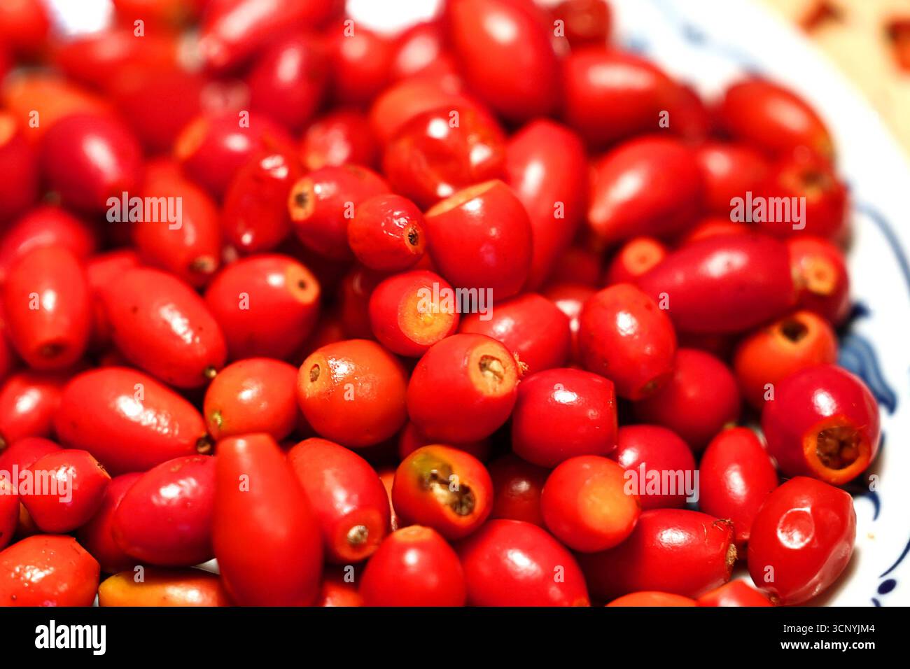 Hagebutten 22.09.2025, von Stiel und Bluete befreite Hagebutten zur Weiterverarbeitung *** Rose ...