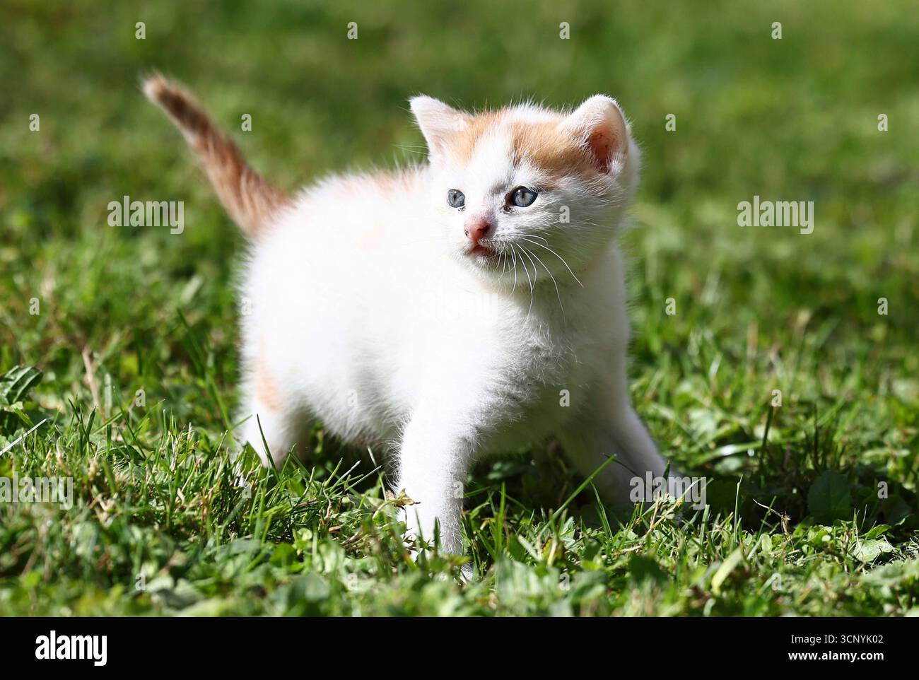 Katzennachwuchs 23.09.2025, junge rot weisse Katze Felis catus / Hauskatze entdeckt die Welt ...