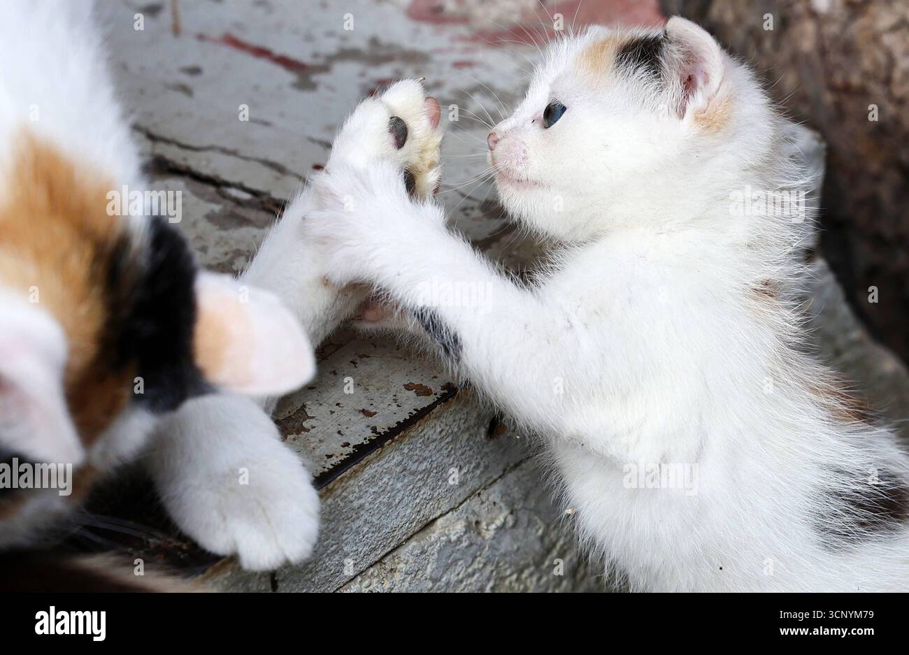 Hauskatze baby mutter hi-res stock photography and images - Alamy