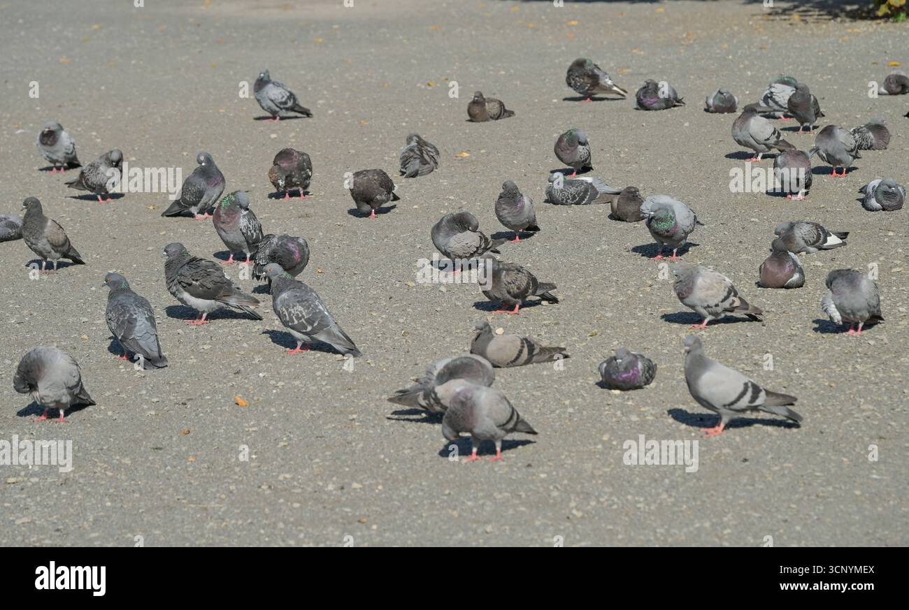 Tauben am Potsdamer Platz, Berlin, Deutschland *** Pigeons at Potsdamer ...