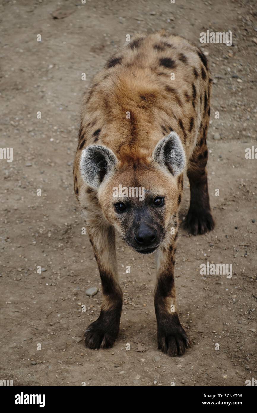 Spotted hyena standing on dirt ground in Belgrade Zoo, looking straight ...