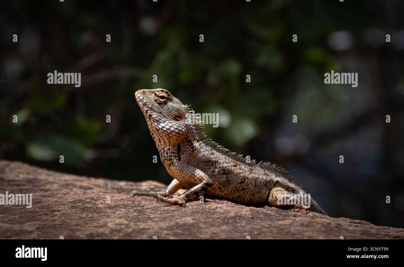 Orieantal garden lizzard hi-res stock photography and images - Alamy