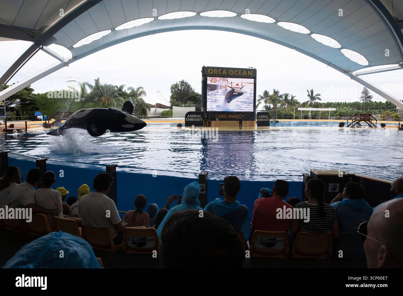 Orca performing during a show at Loro Parque in Tenerife Spain on ...