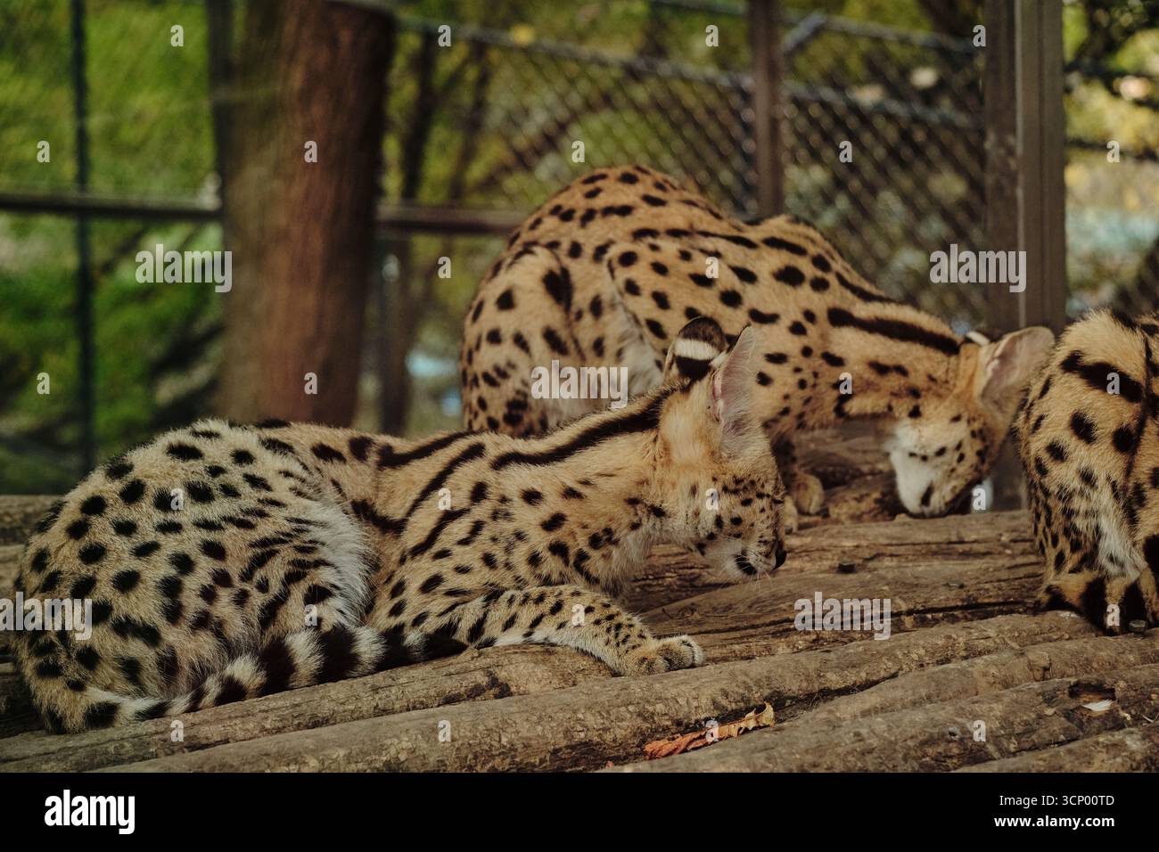 Group of serval cats resting together on wooden logs inside Belgrade ...