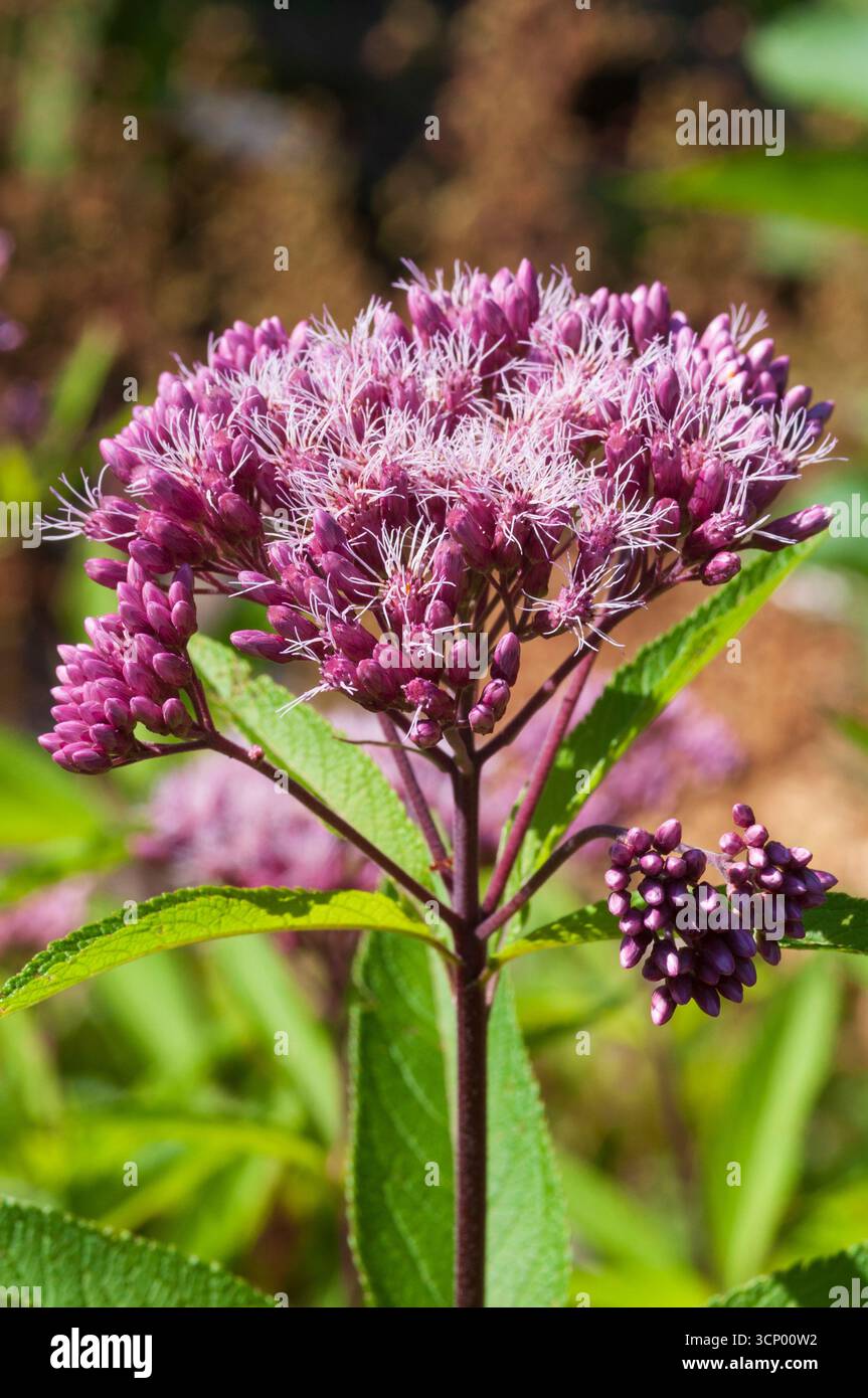 Spotted Joe-pye Weed Flowers, Eutrochium Maculatum Stock Photo - Alamy