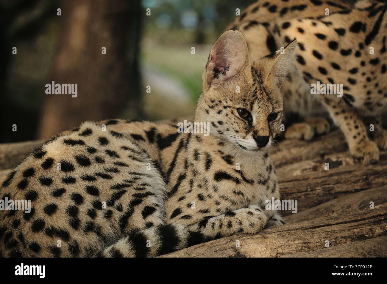 Group of serval cats resting together on wooden logs inside Belgrade ...