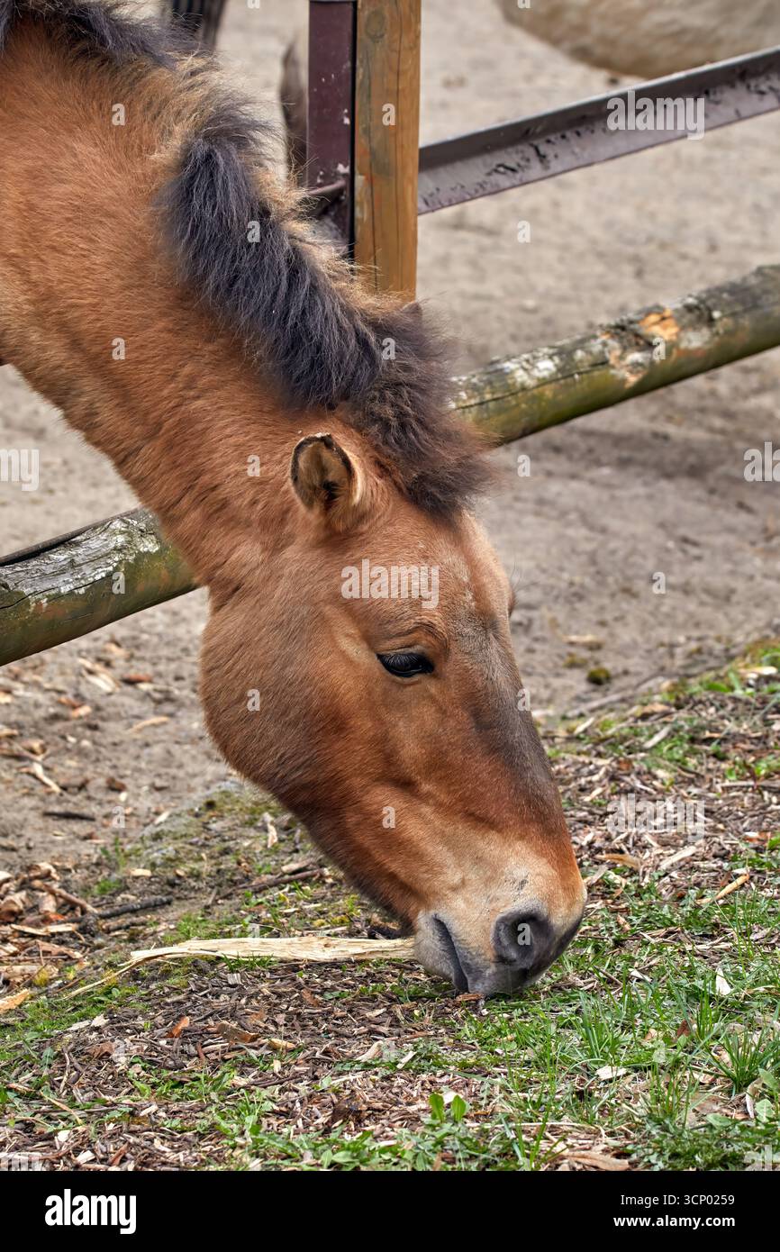 Brown horse nibbling green grass hi-res stock photography and images ...