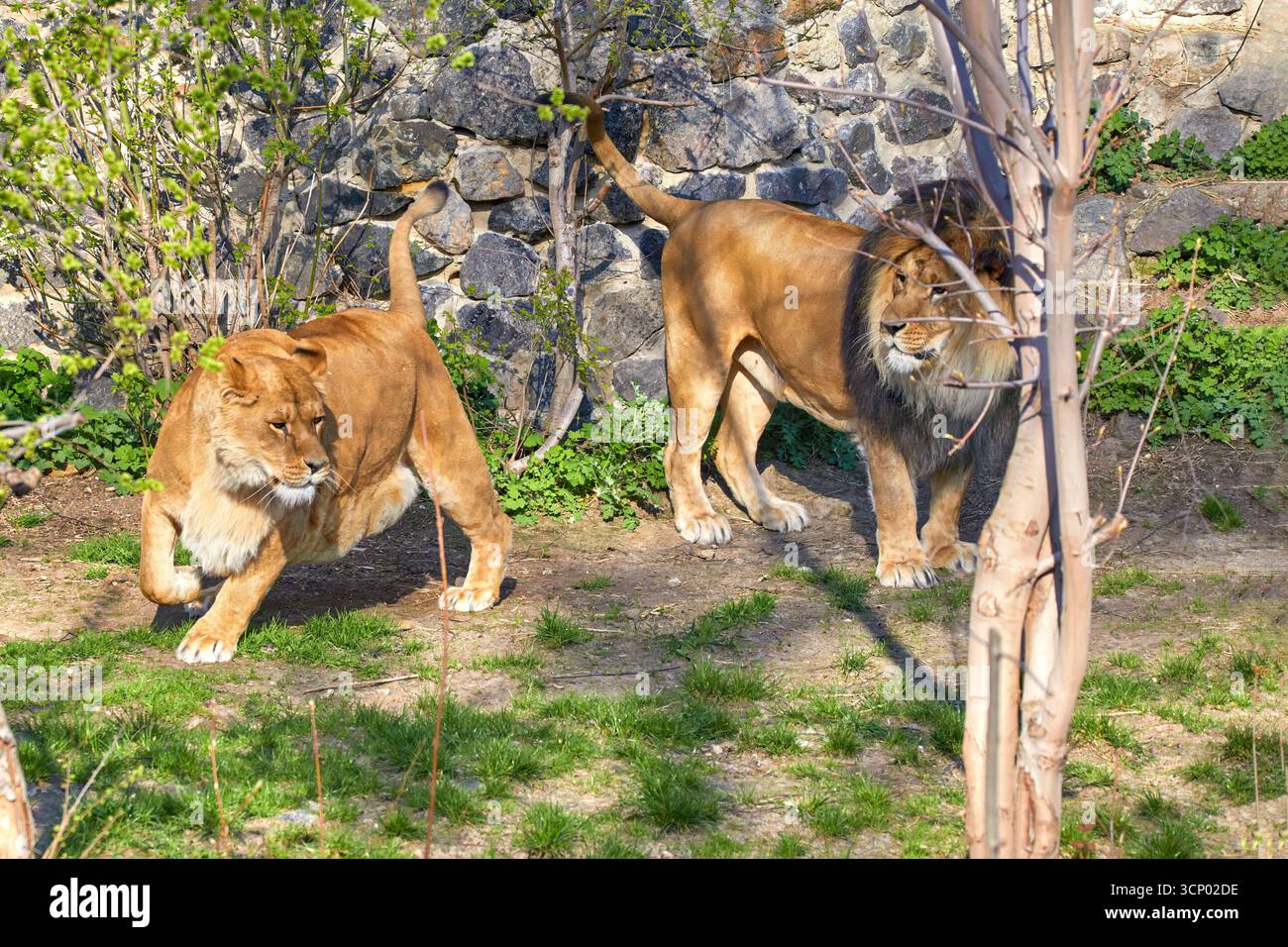 Image of predatory animals lion and lioness in the zoo enclosure Stock ...
