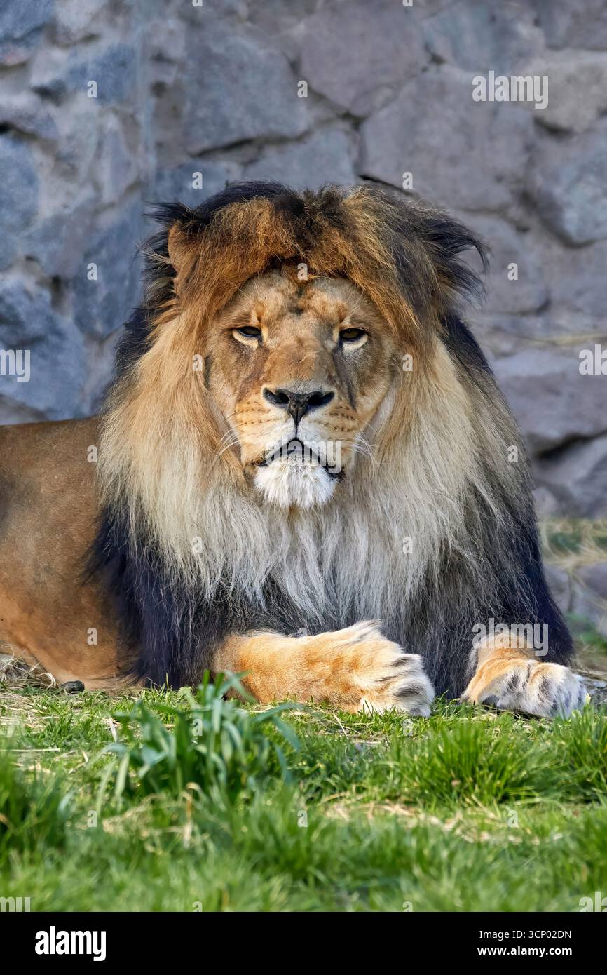Image portrait of a predatory animal lion with a large mane Stock Photo ...