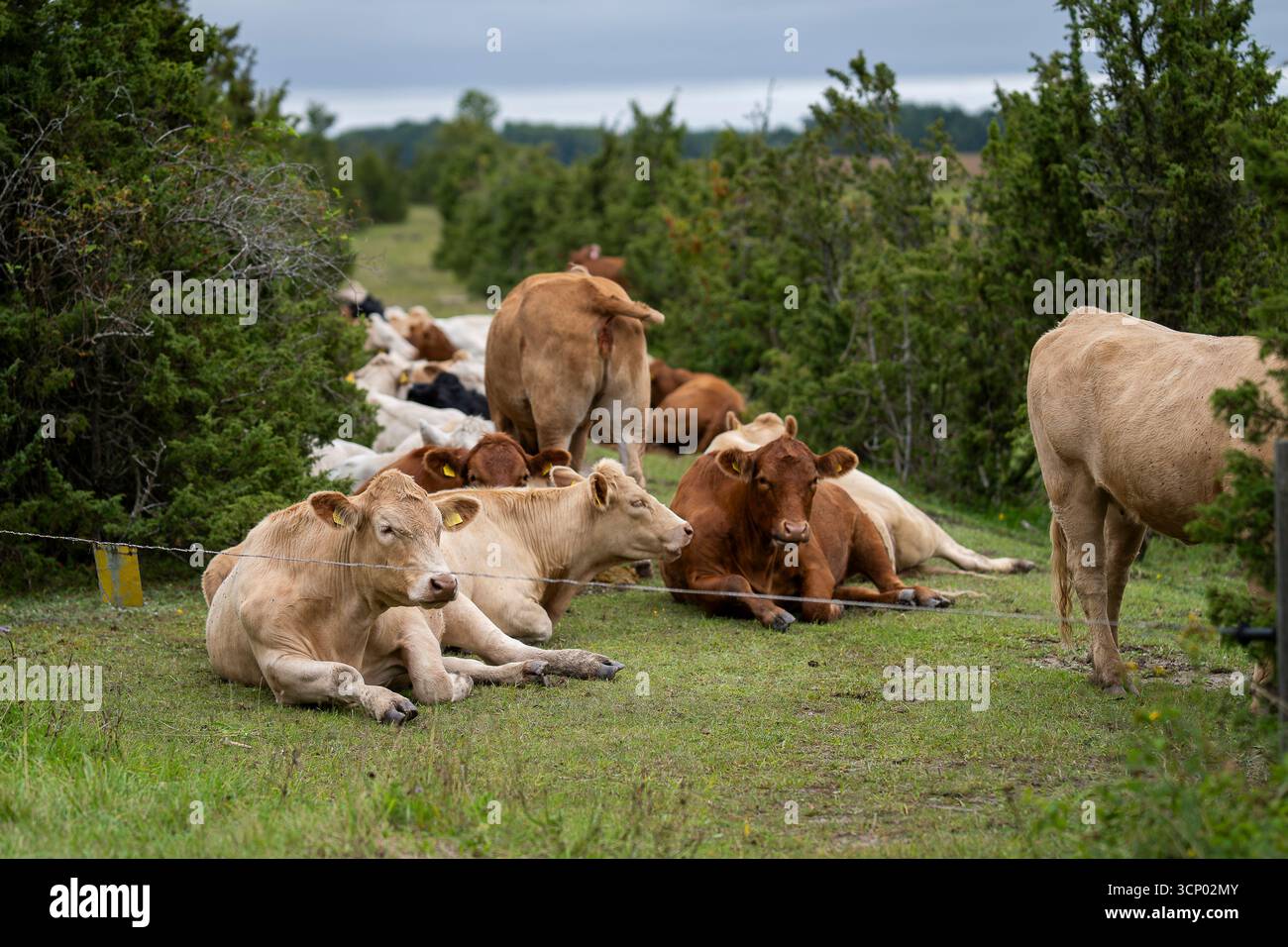 Beef cattle ruminating on hi-res stock photography and images - Alamy