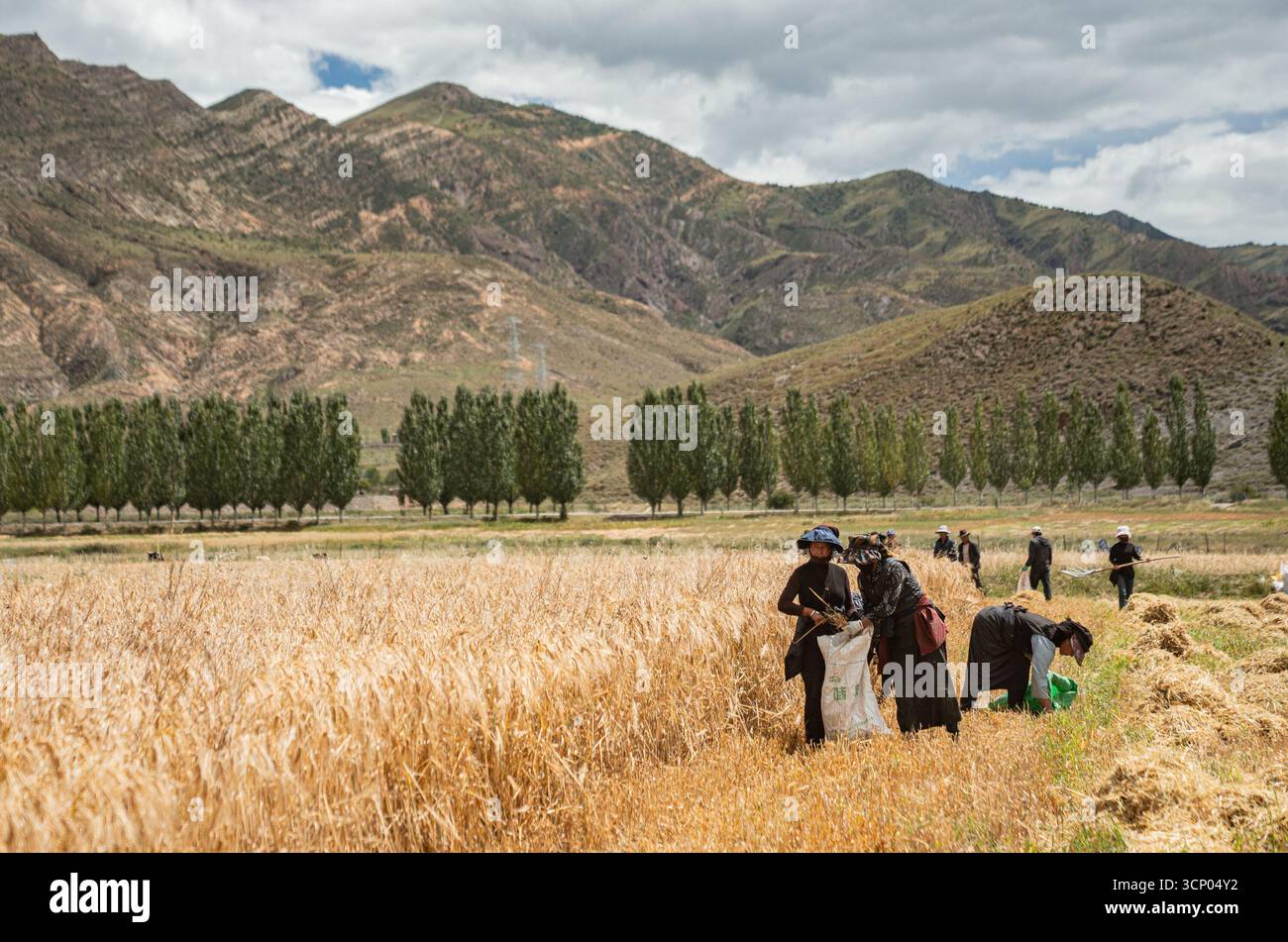 Lhasa, China's Xizang Autonomous Region. 23rd Sep, 2025. Farmers work ...