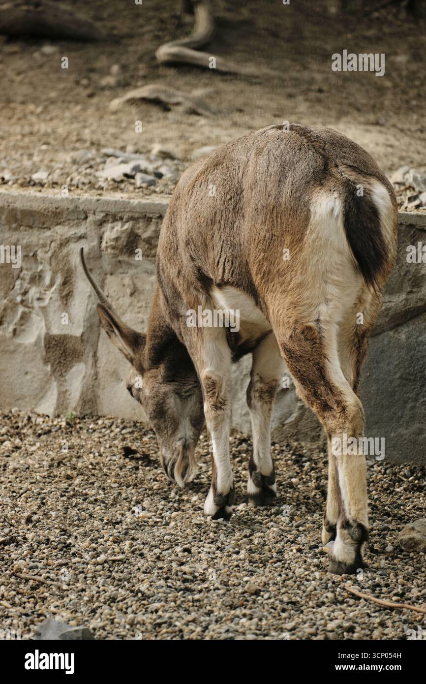 A young ibex grazes on gravel ground inside the Belgrade Zoo enclosure ...