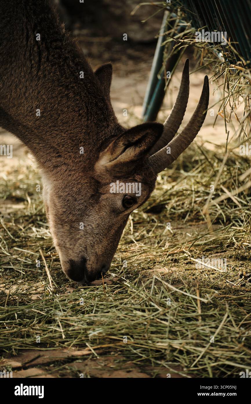 Close-up of an ibex eating hay on the ground, its horns curving upward ...