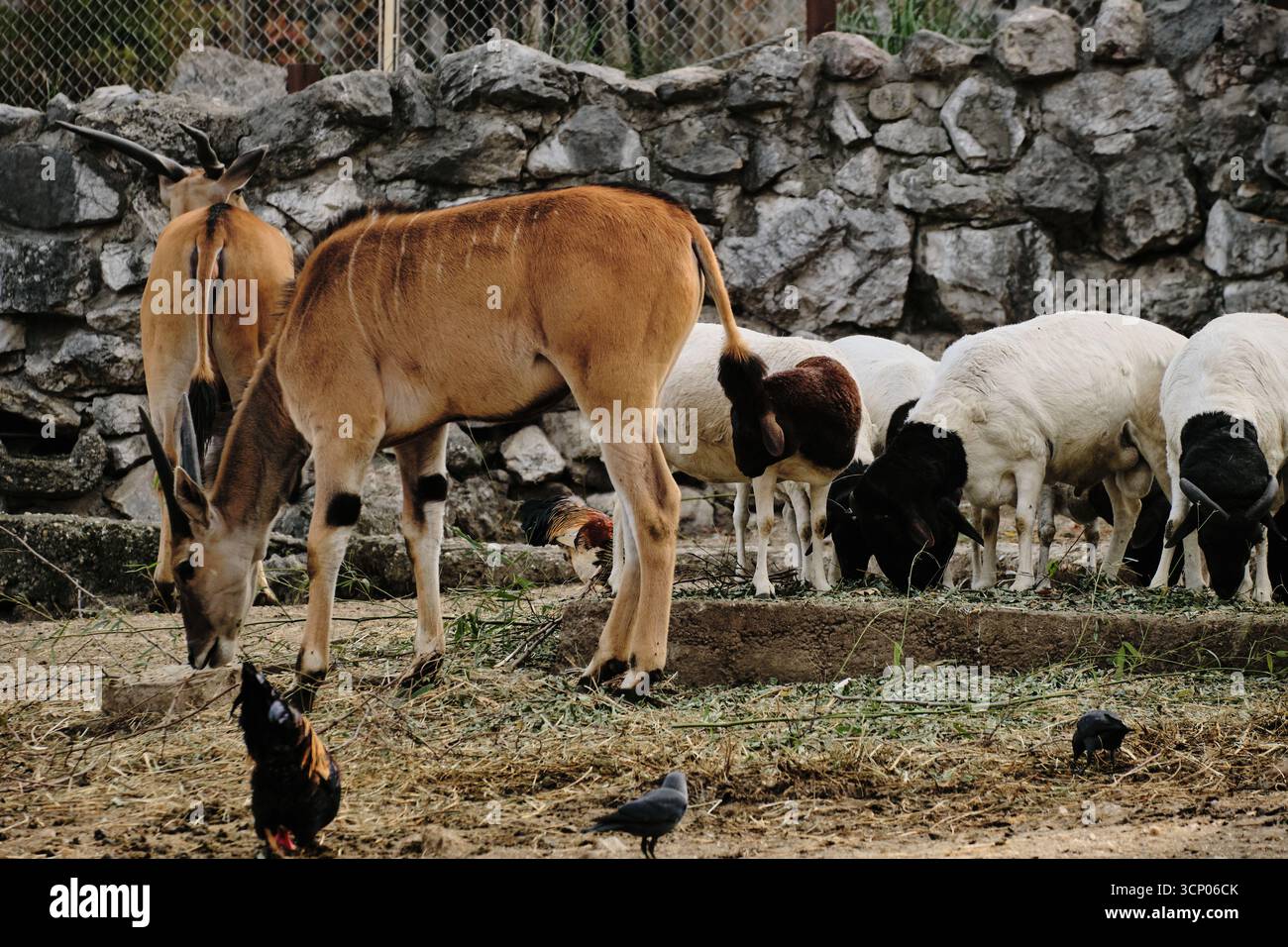 Goats eat hay in pen hi-res stock photography and images - Alamy