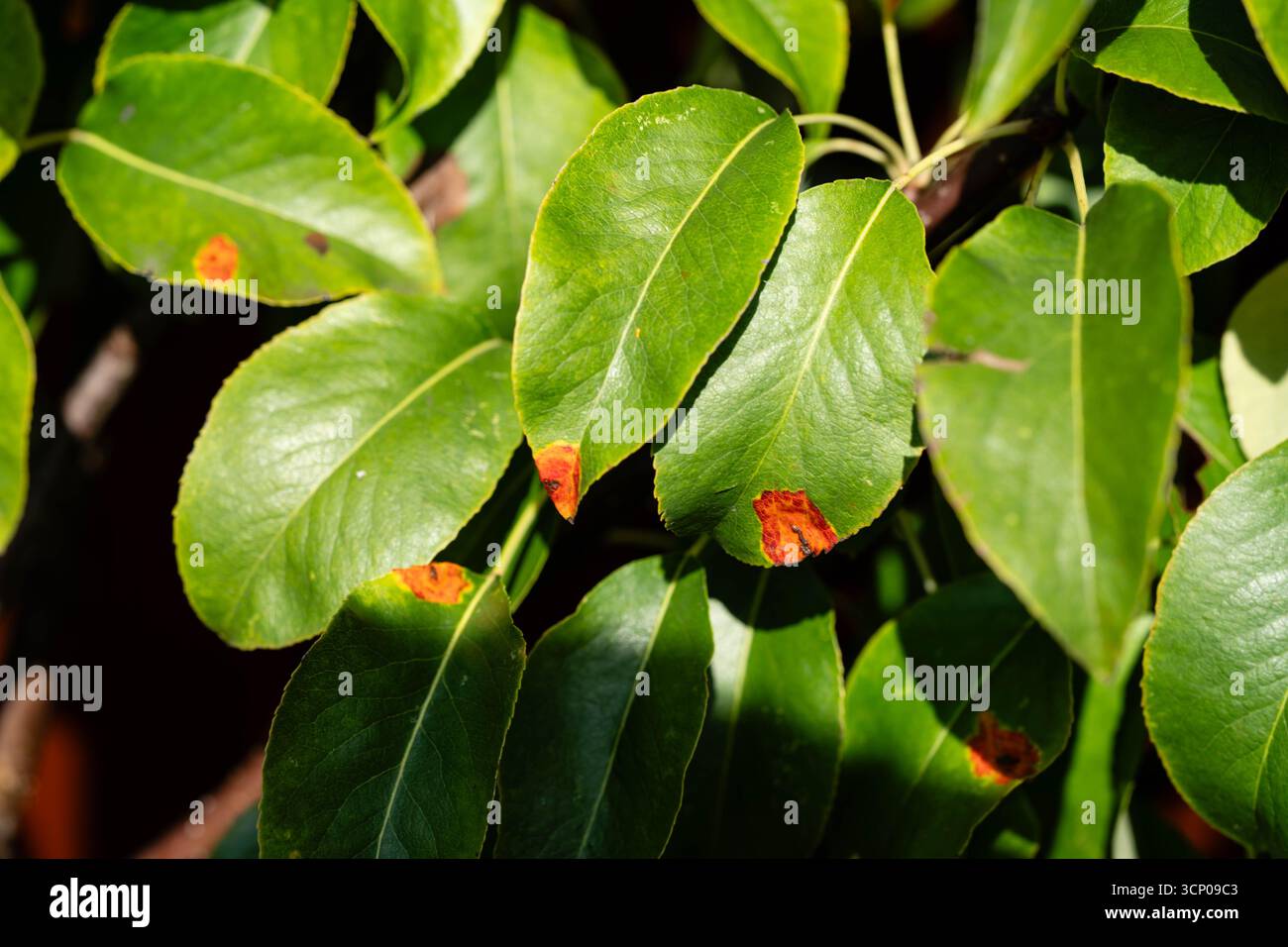 The leaves of the pear tree can be affected by pear rust ...