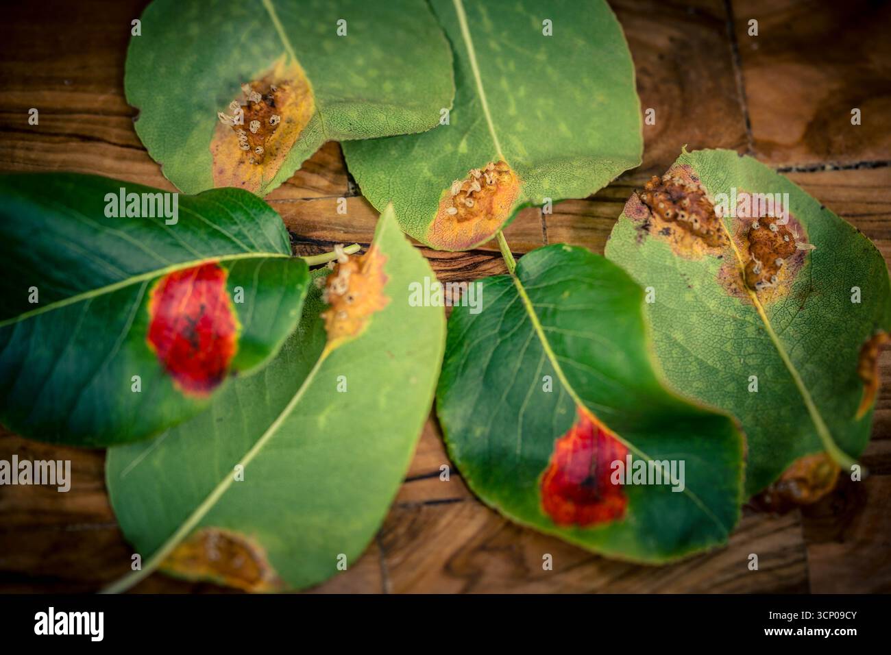 The leaves of the pear tree can be affected by pear rust ...