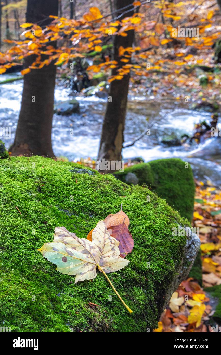Autumn leaves on mossy rock by a stream, vibrant fall colors, a serene ...
