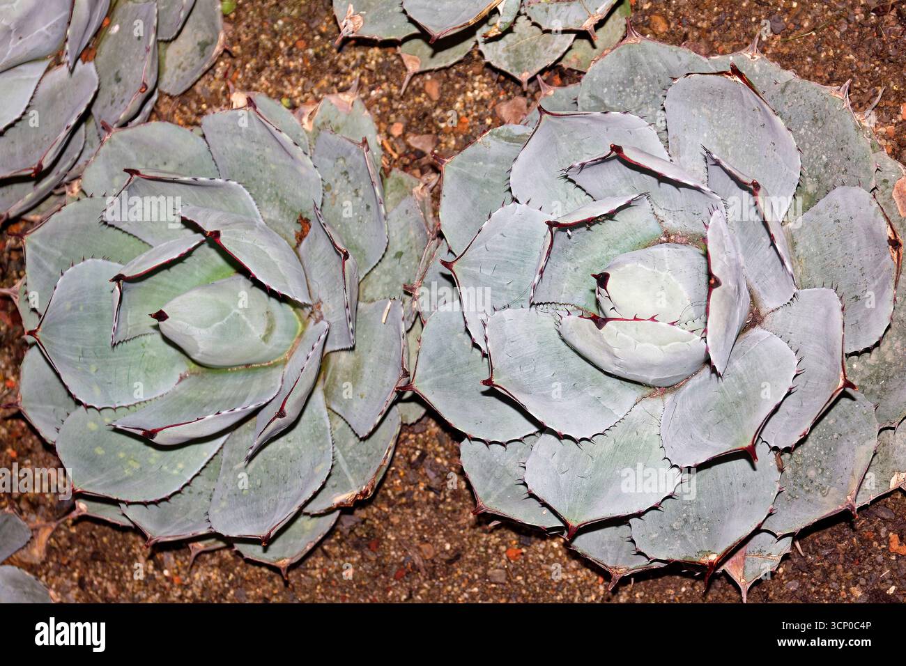 2 succulents, rosettes, pale green, fleshy leaves, edged with spines ...