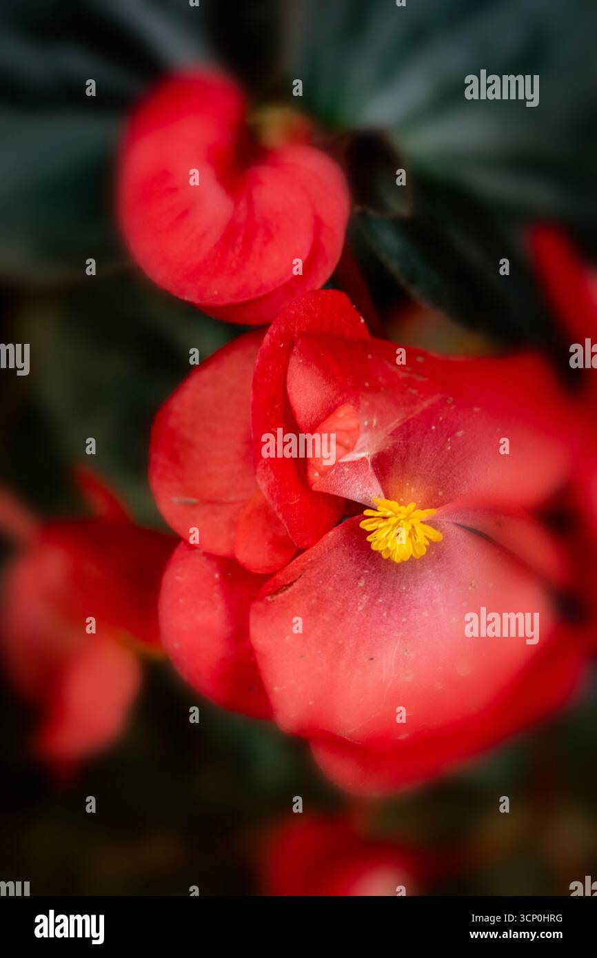 Gloriously prolific Begonia 'Viking Red on Chocolate’. Natural close up ...