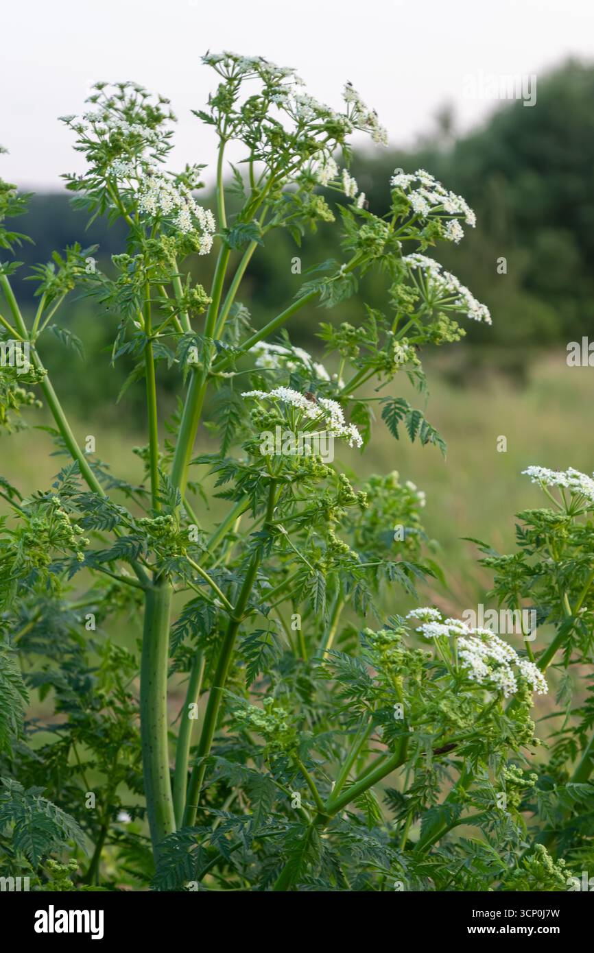 Poison hemlock stands tall with clusters of white flowers in a verdant ...