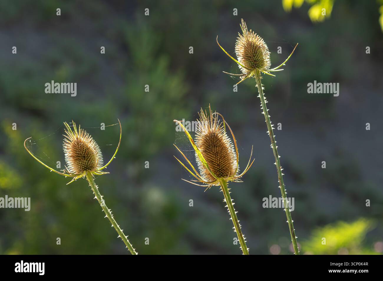 Tall wild teasel plants display prickly flower heads under warm evening ...