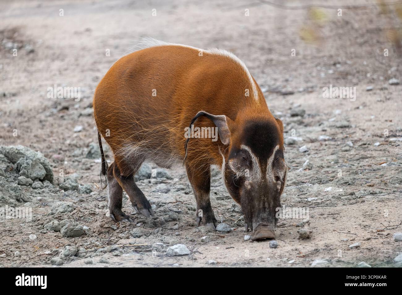 The red river hog (Potamochoerus porcus) or bushpig, wild pig in the ...