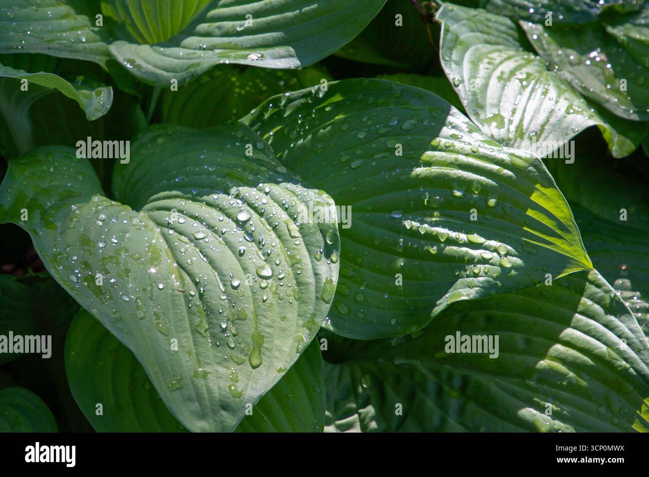 Green plant leaves water drops hi-res stock photography and images - Alamy