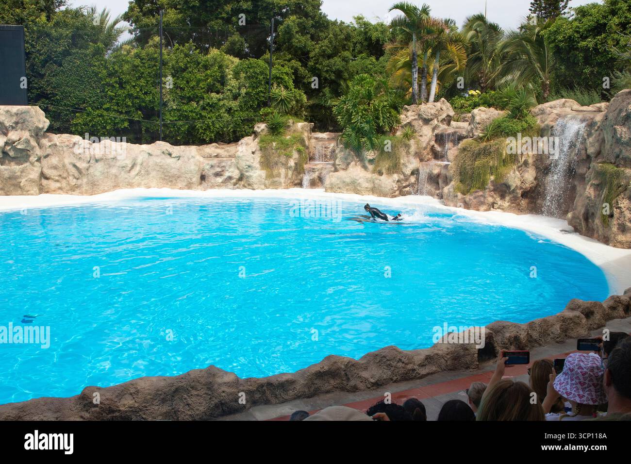 Trainer performing with dolphin in the pool during a show at Loro ...