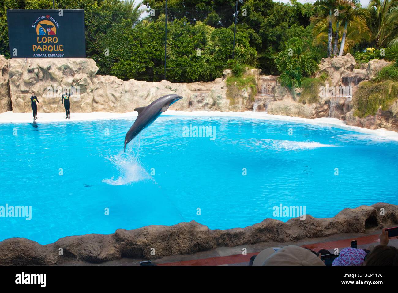 Trainer performing with dolphin in the pool during a show at Loro ...