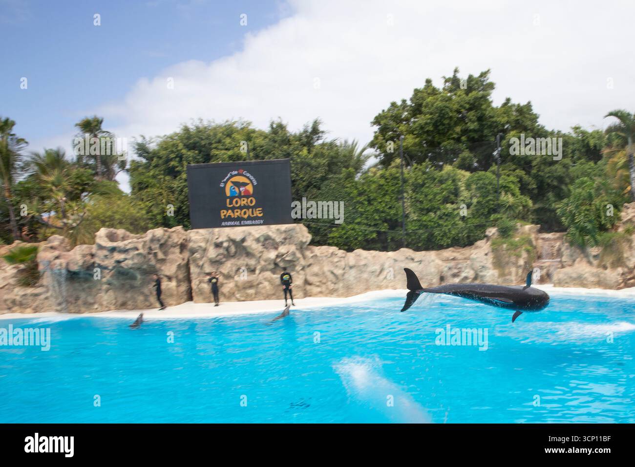 Trainer performing with dolphin in the pool during a show at Loro ...