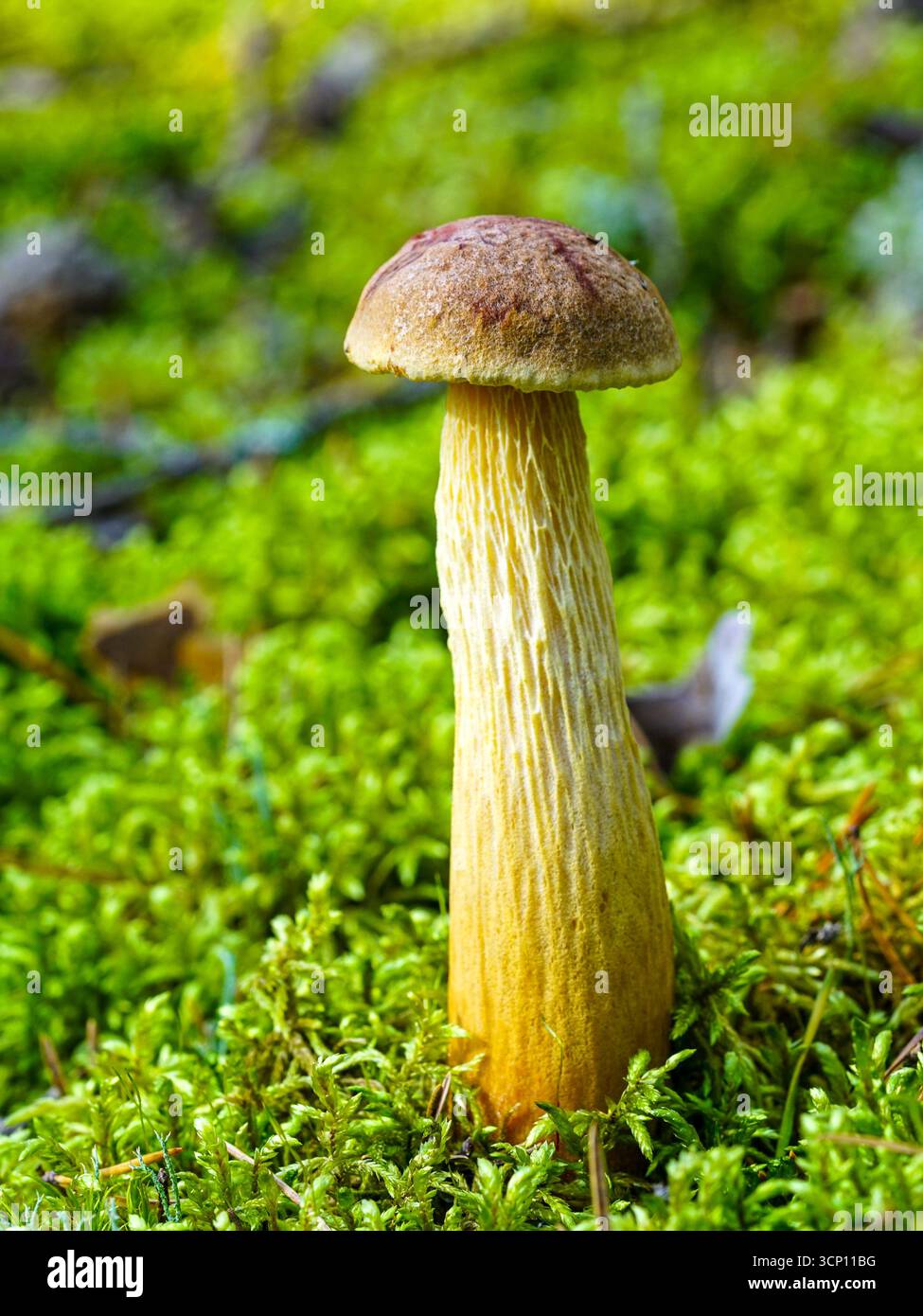 Auroboletus projectellus hi-res stock photography and images - Alamy