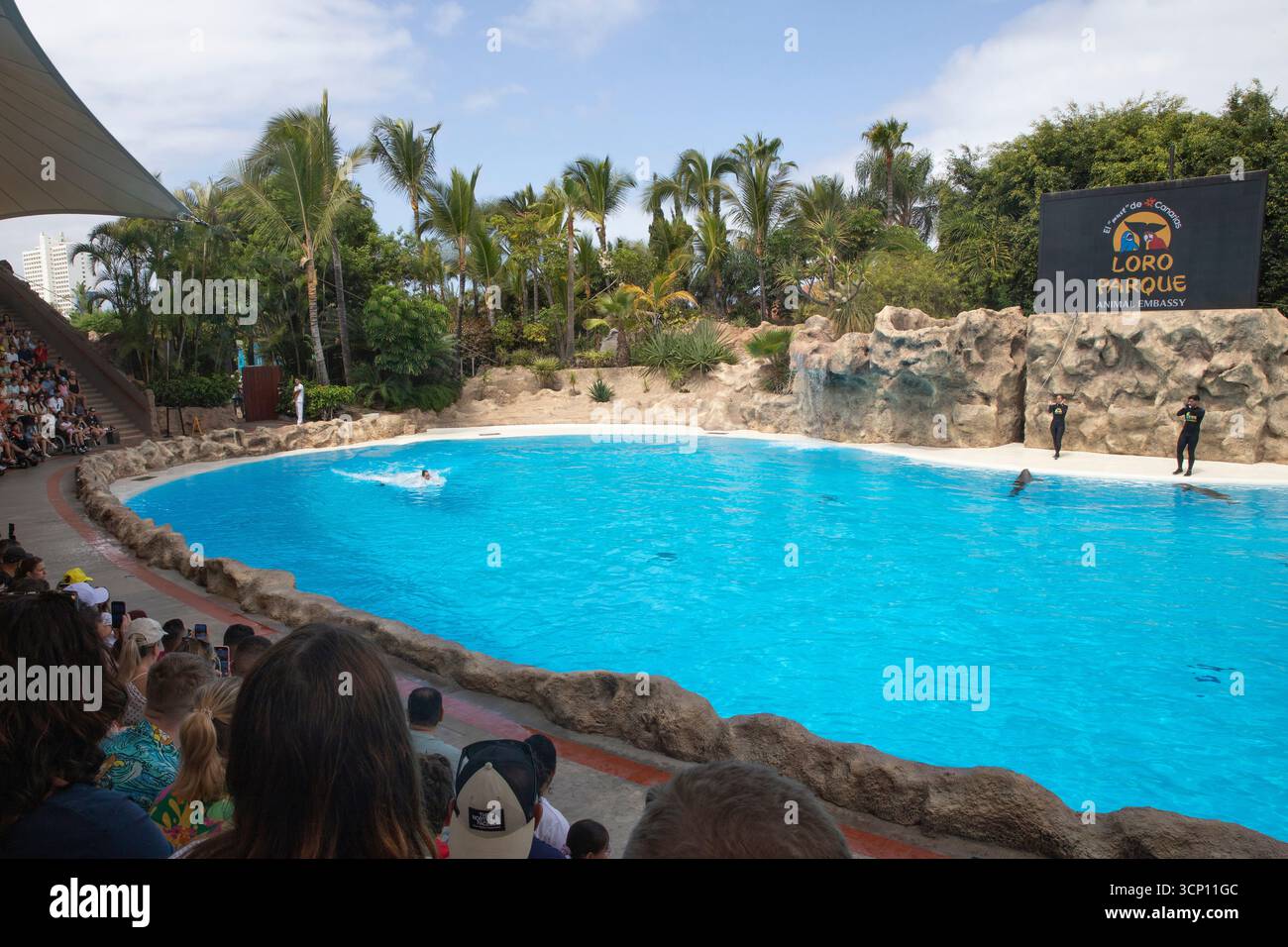 Trainer performing with dolphin in the pool during a show at Loro ...