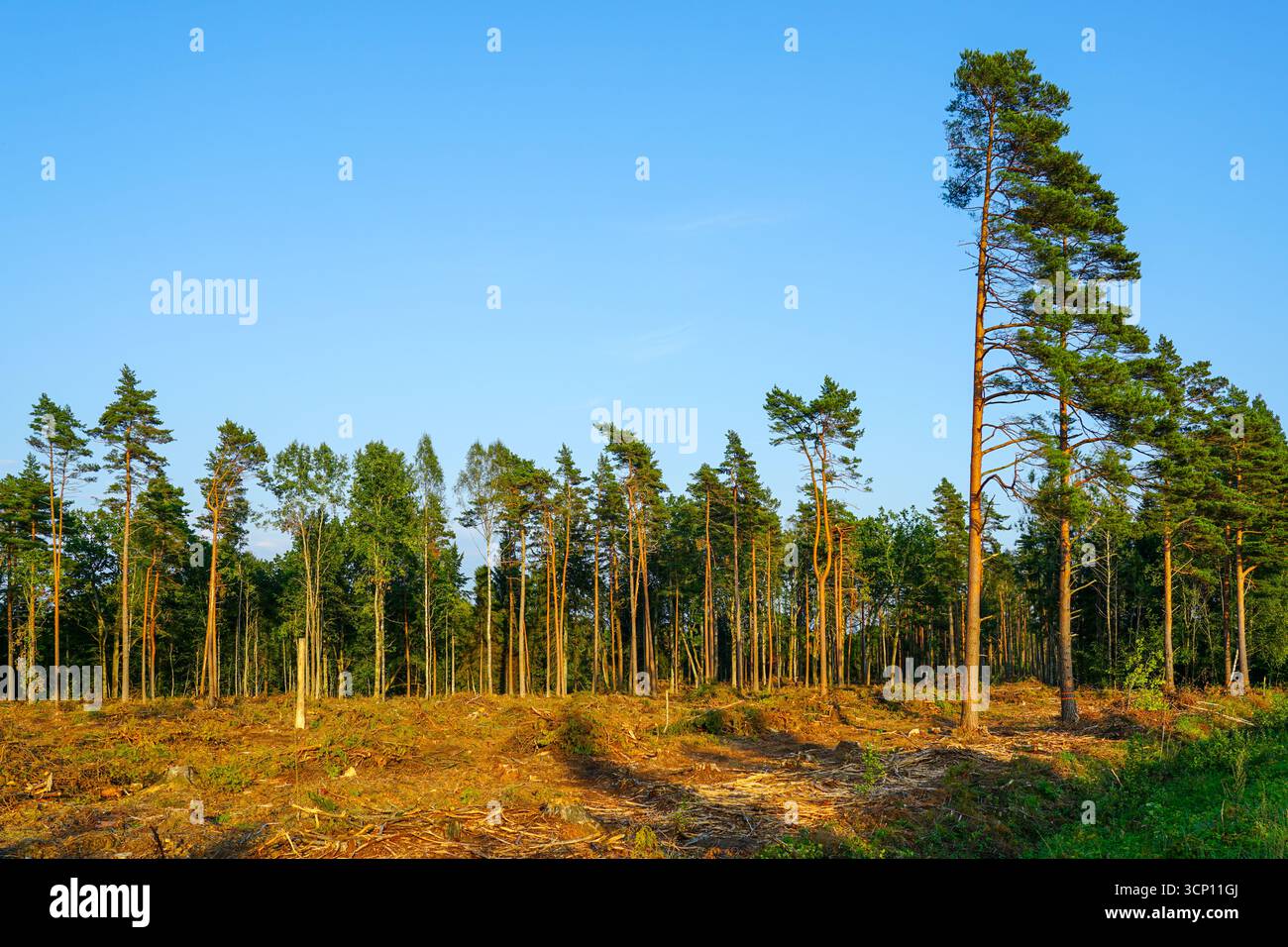 A deforestation landscape showing tall pine trees left standing amid a ...