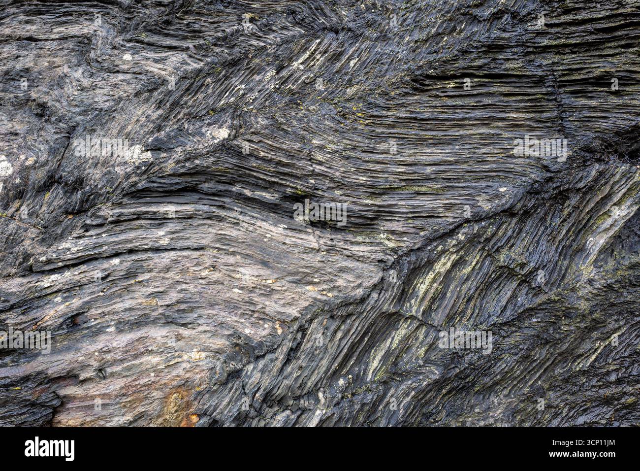 Layers of shale from the Boscastle formation of Crackington Formation ...
