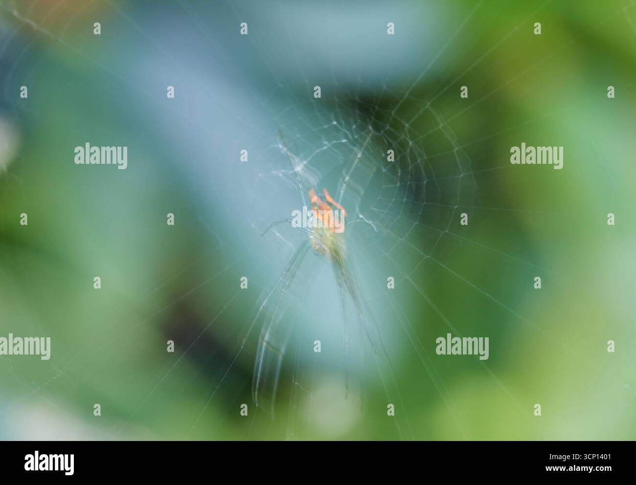 Silk extruding spiders hi-res stock photography and images - Alamy